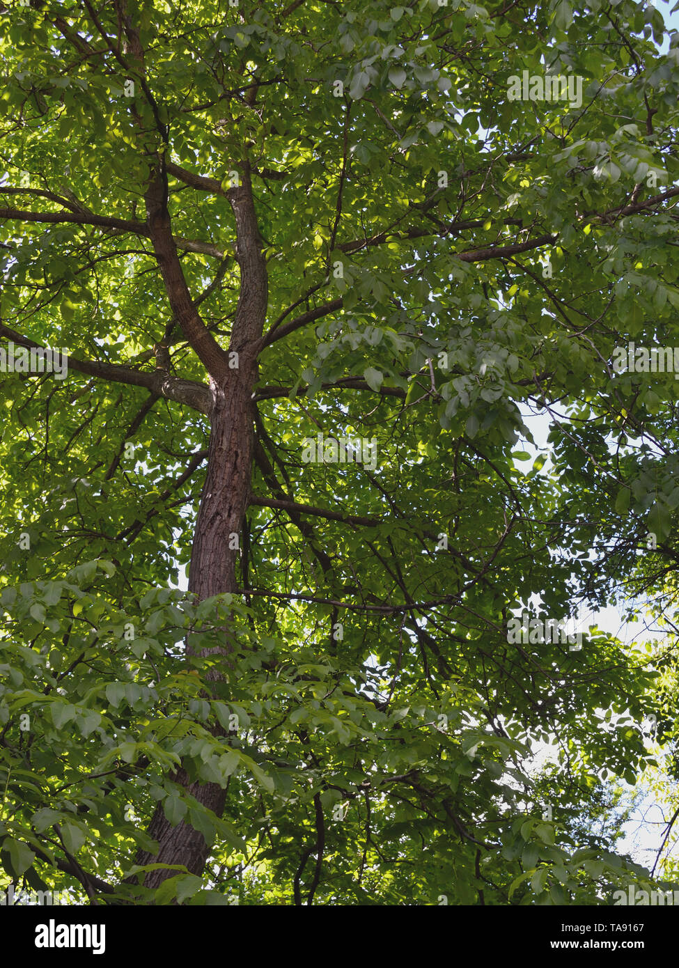 Juglans regia spring hi-res stock photography and images - Alamy