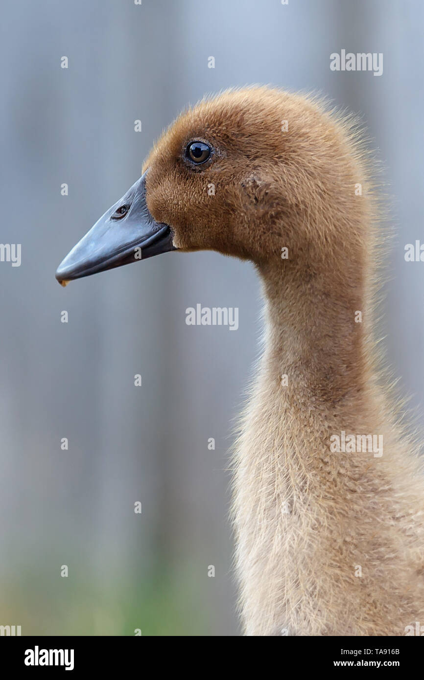 Long neck duck hi-res stock photography and images - Alamy