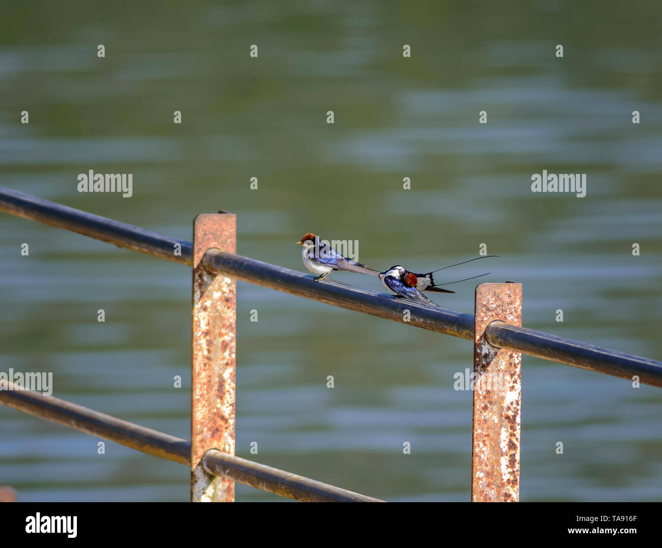 Small bird, Wire-tailed Swallow, Hirundo smithii, perched, copy space ...