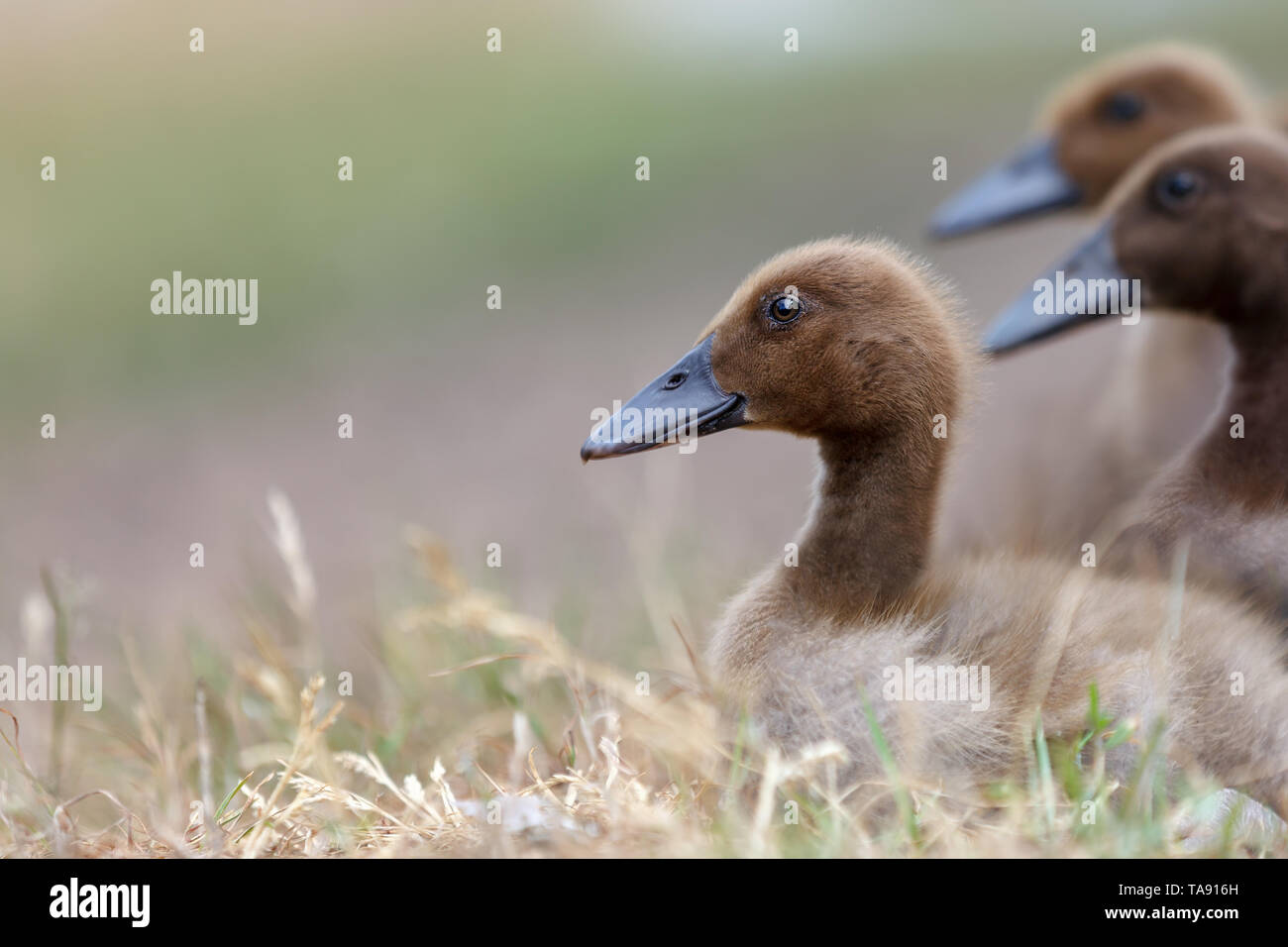 Brown duckling hi-res stock photography and images - Alamy