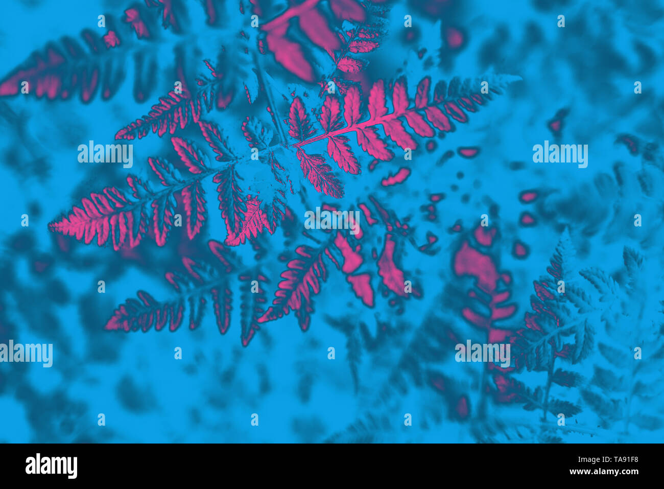 Neon toned fern leaves in nature. Pink, light blue Stock Photo - Alamy