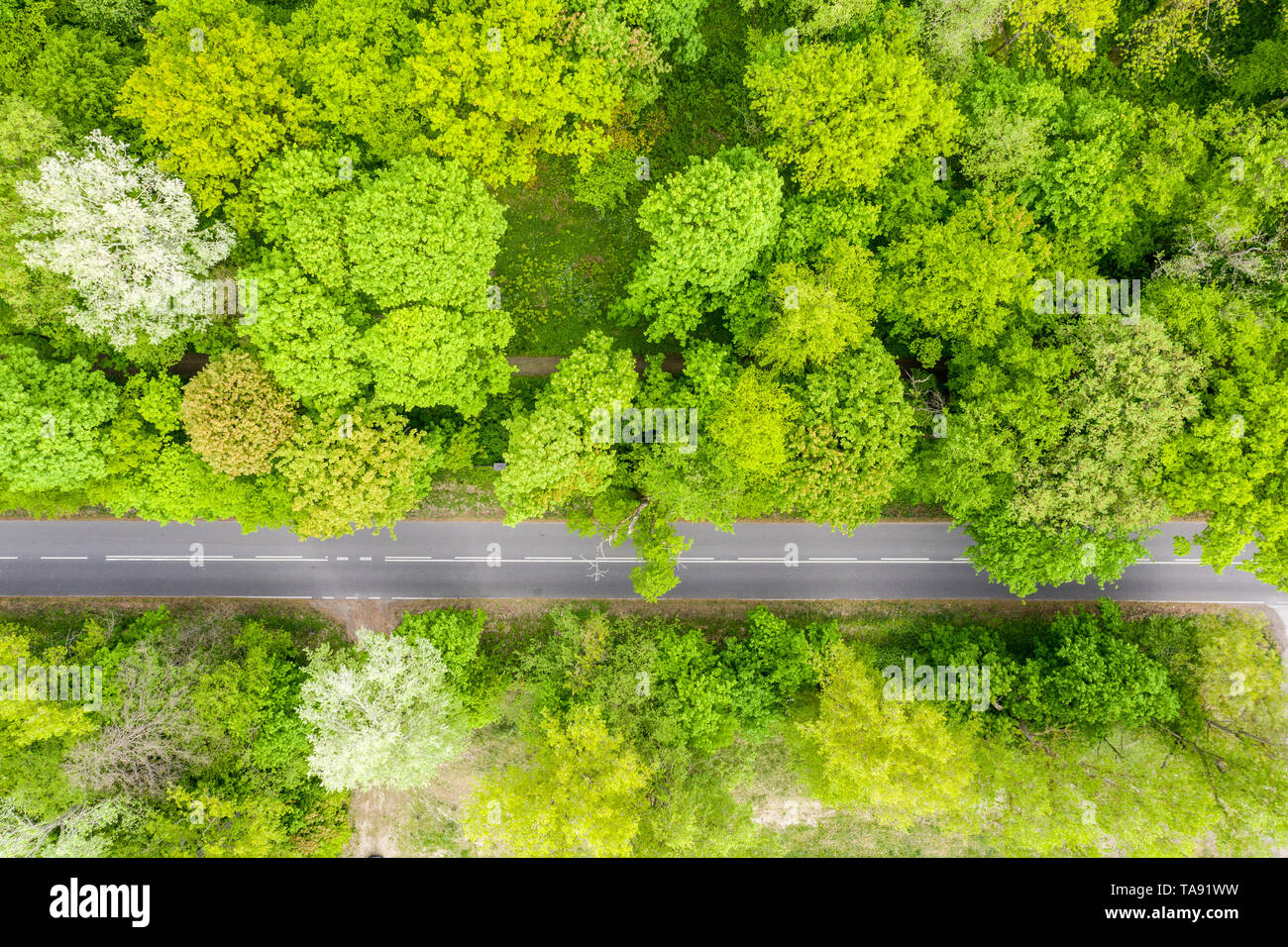 Aerial view of long road cutting through forest Stock Photo - Alamy