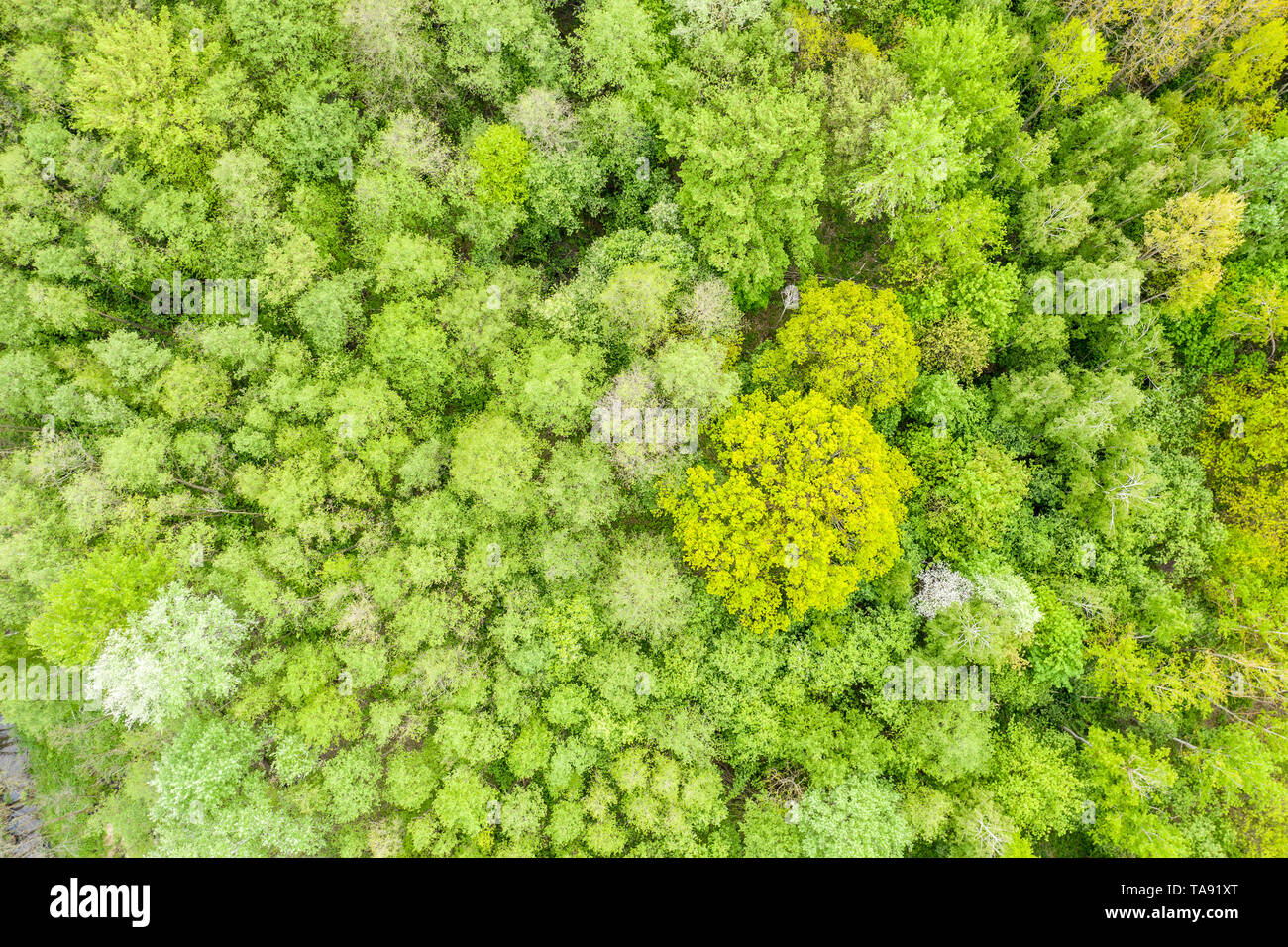 Green forest foliage aerial view woodland tree canopy nature background ...