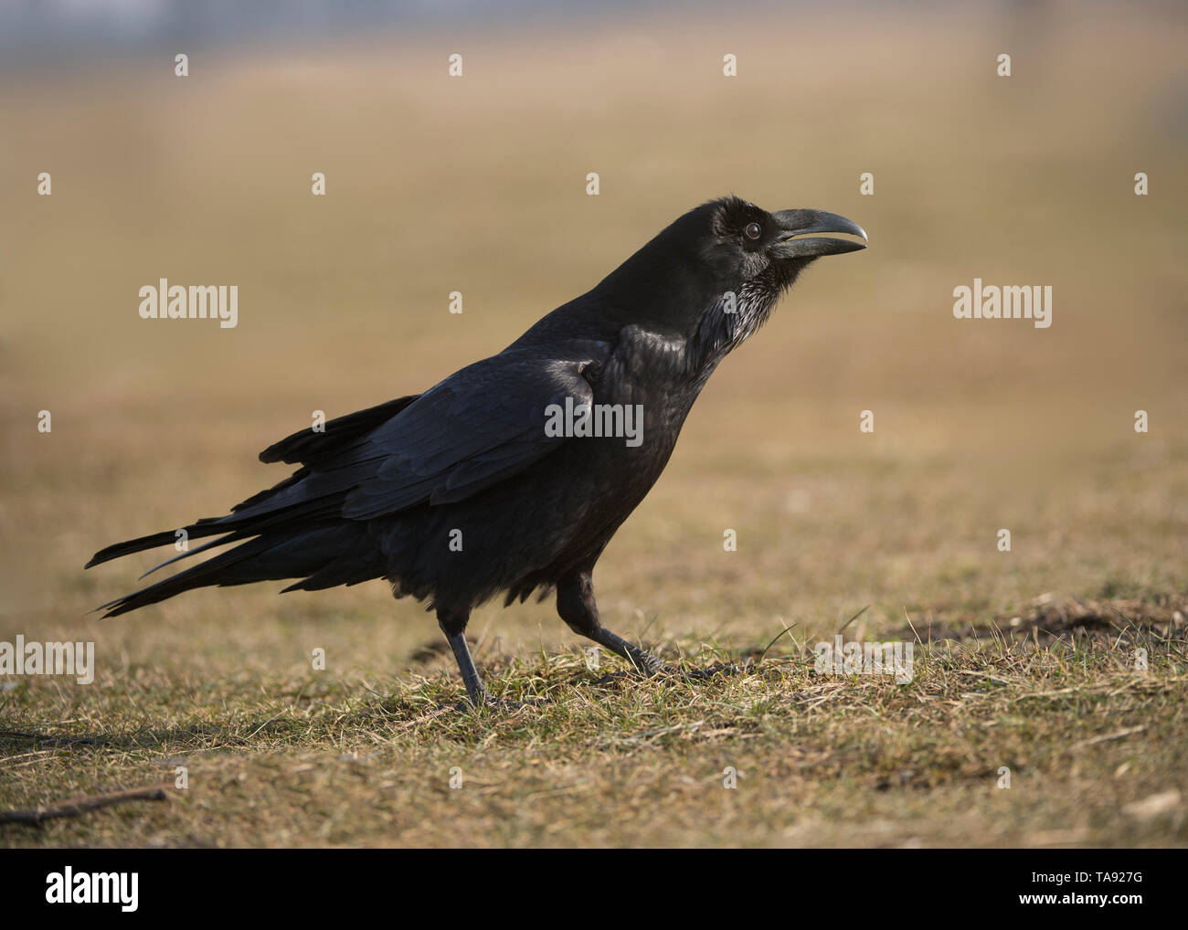 Raven in winter, Hortobágy national park Hungary Stock Photo - Alamy