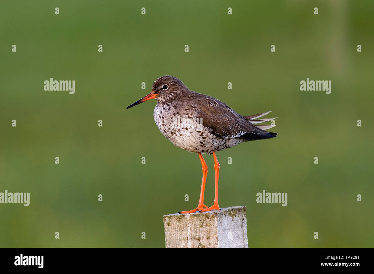 Redshank standing on a fence post, Islay, Scotland Stock Photo - Alamy