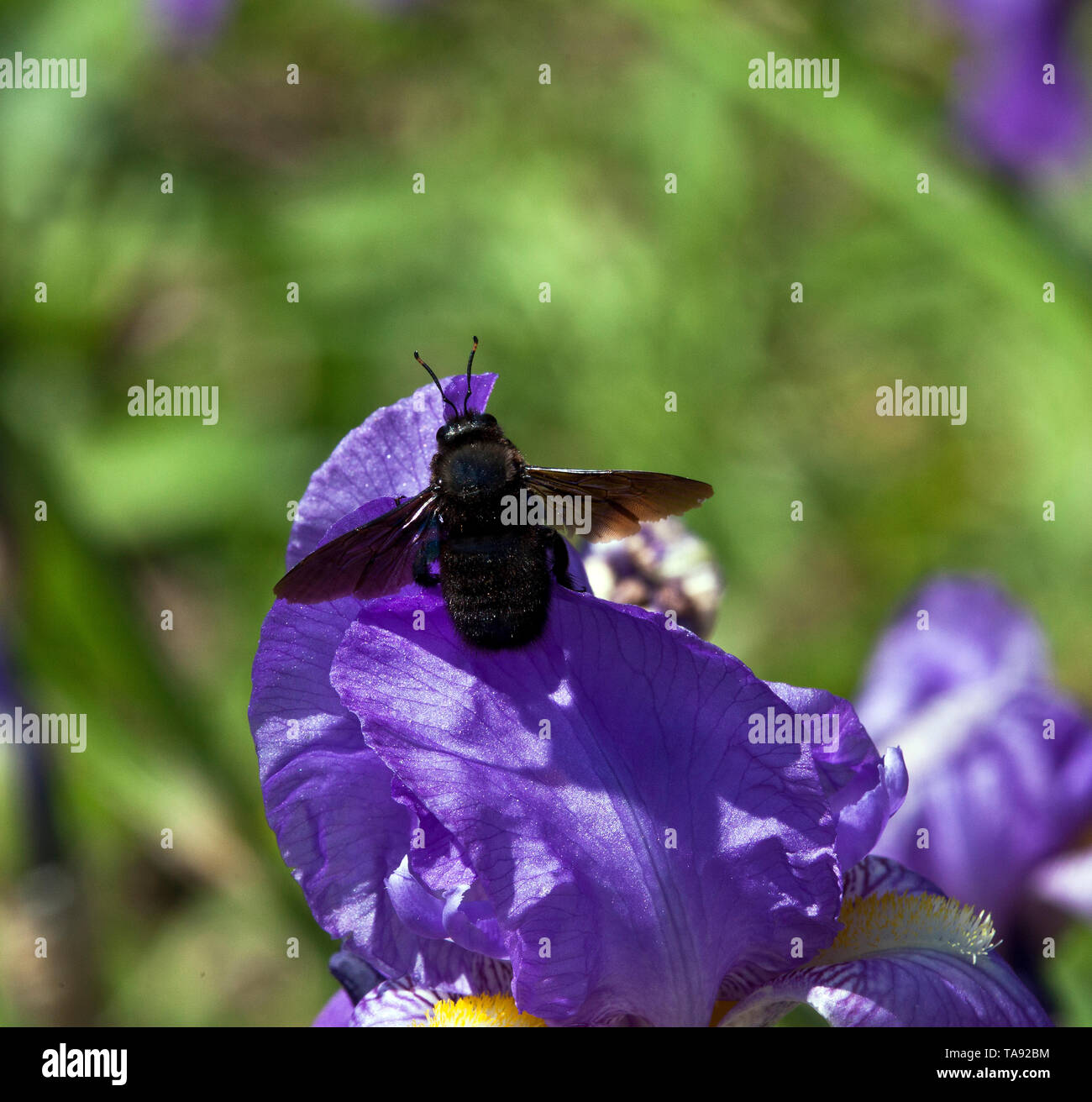 Insect and flowers in nature Stock Photo - Alamy