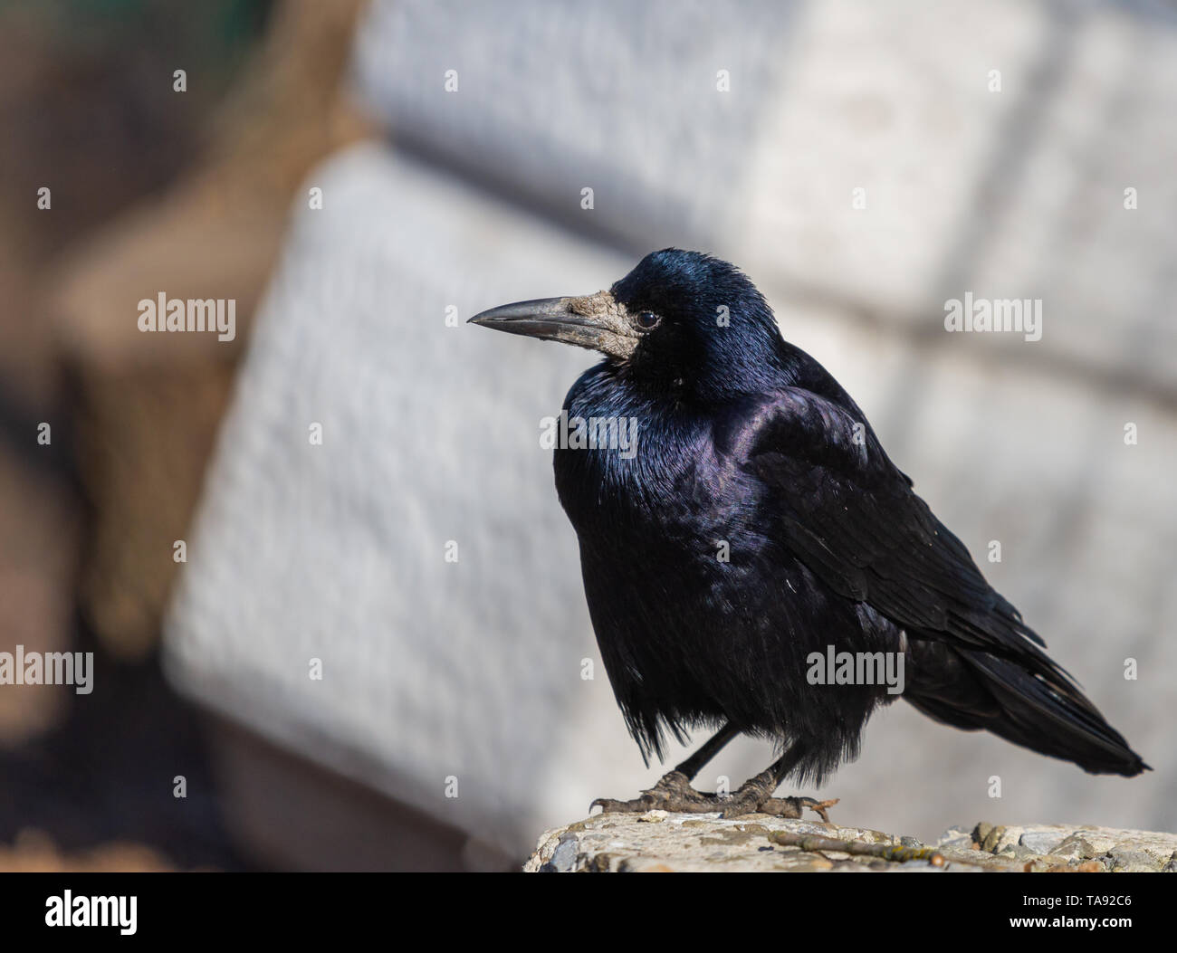 Close up crows head beak hi-res stock photography and images - Alamy