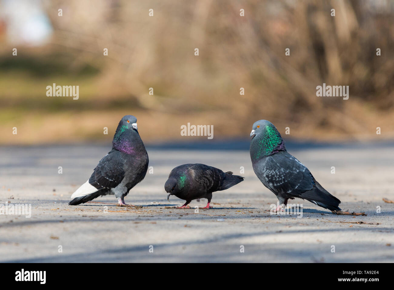Doves on the background of the city. Wild bird in city Stock Photo - Alamy