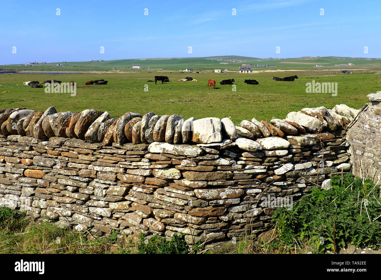 Orkney Islands, Mainland, drywall and cows Scotland May 8th - 19th ...