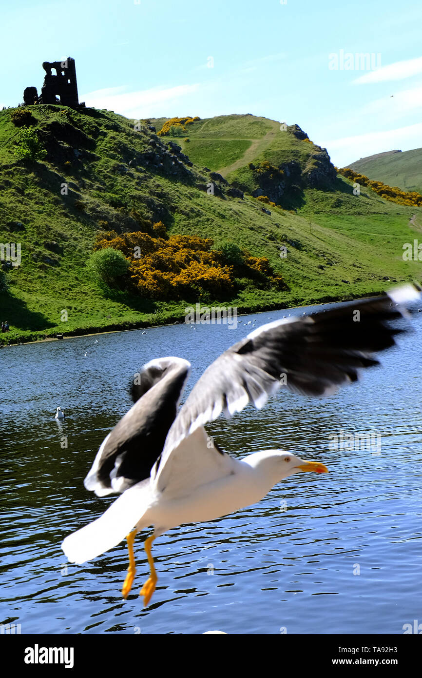 Edinburgh, Seagulls and swans at Blackford Point Scotland May 8th ...