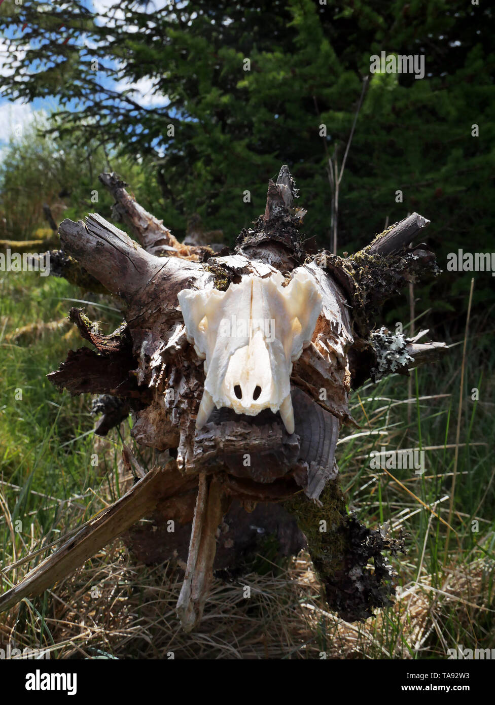 Real bone hi-res stock photography and images - Alamy