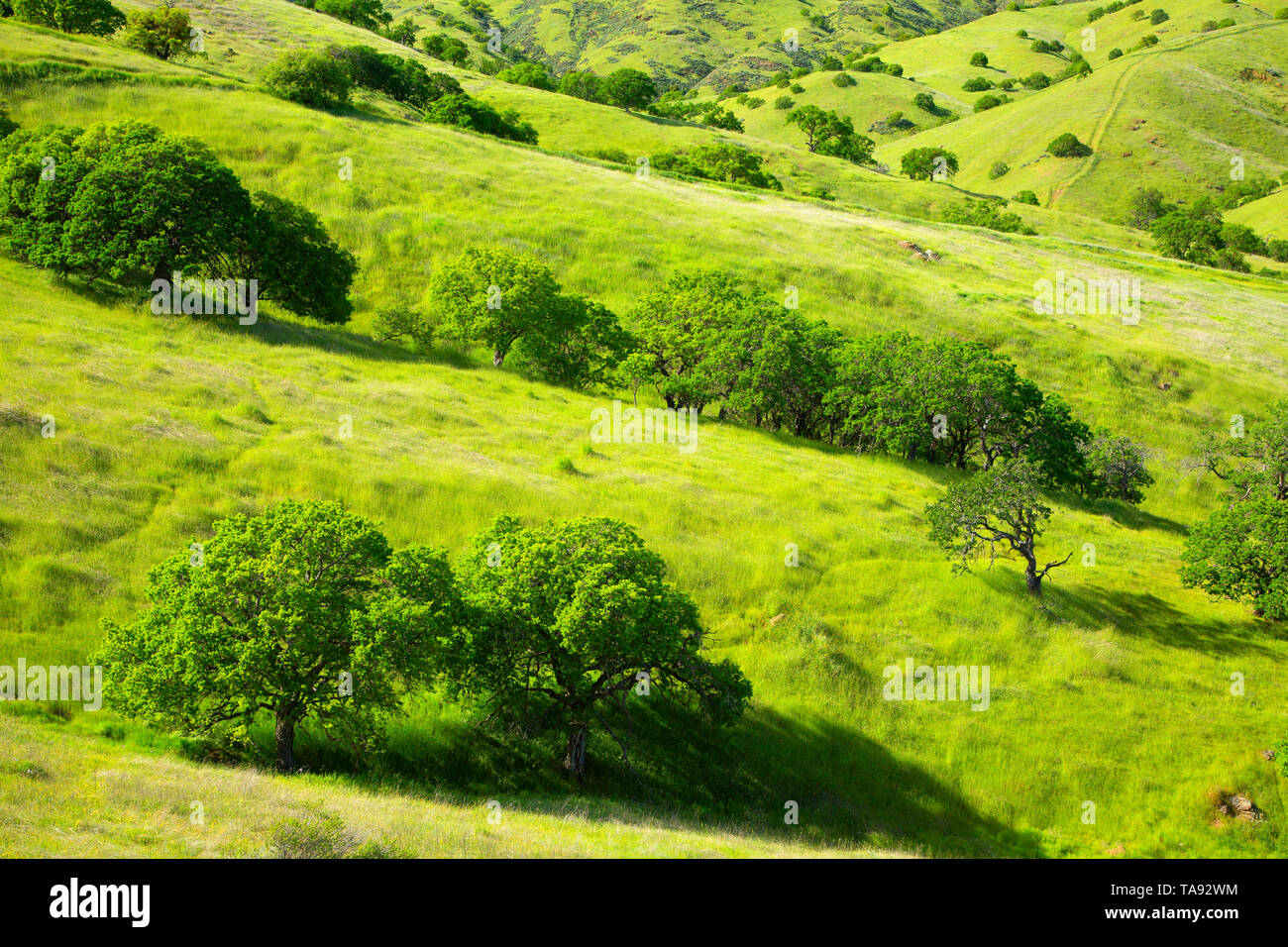 Oak grassland, Cottonwood Creek Wildlife Area, California Stock Photo ...