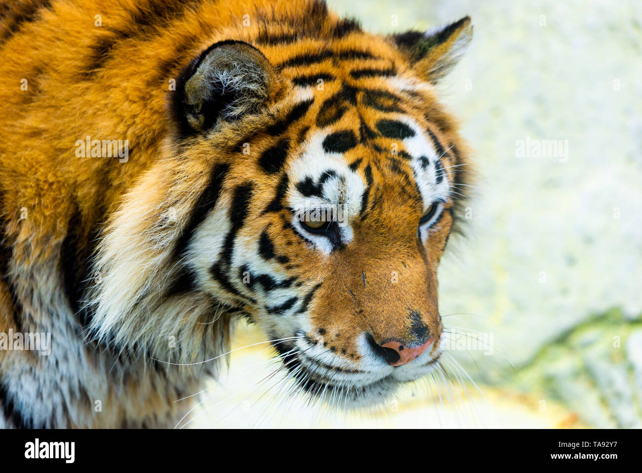 Siberian tiger portrait. Aggressive stare face meaning danger for the ...
