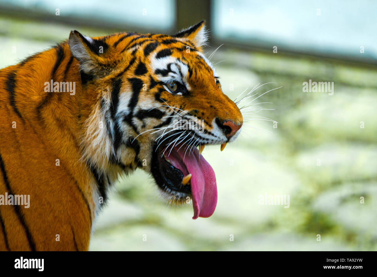 Siberian tiger portrait. Aggressive stare face meaning danger for the ...