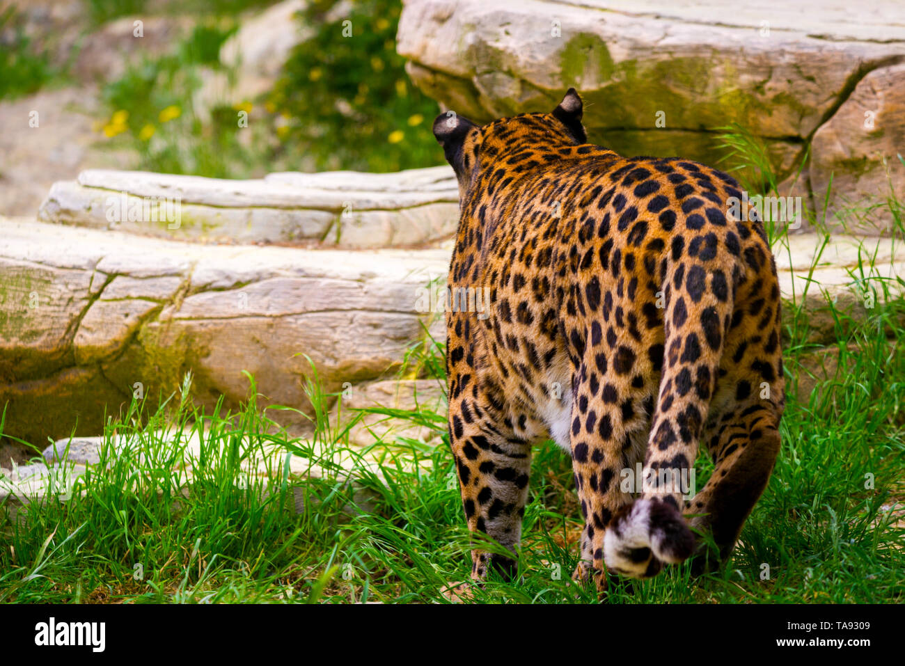 Hunting leopard in wild nature. Predators wildlife Stock Photo - Alamy