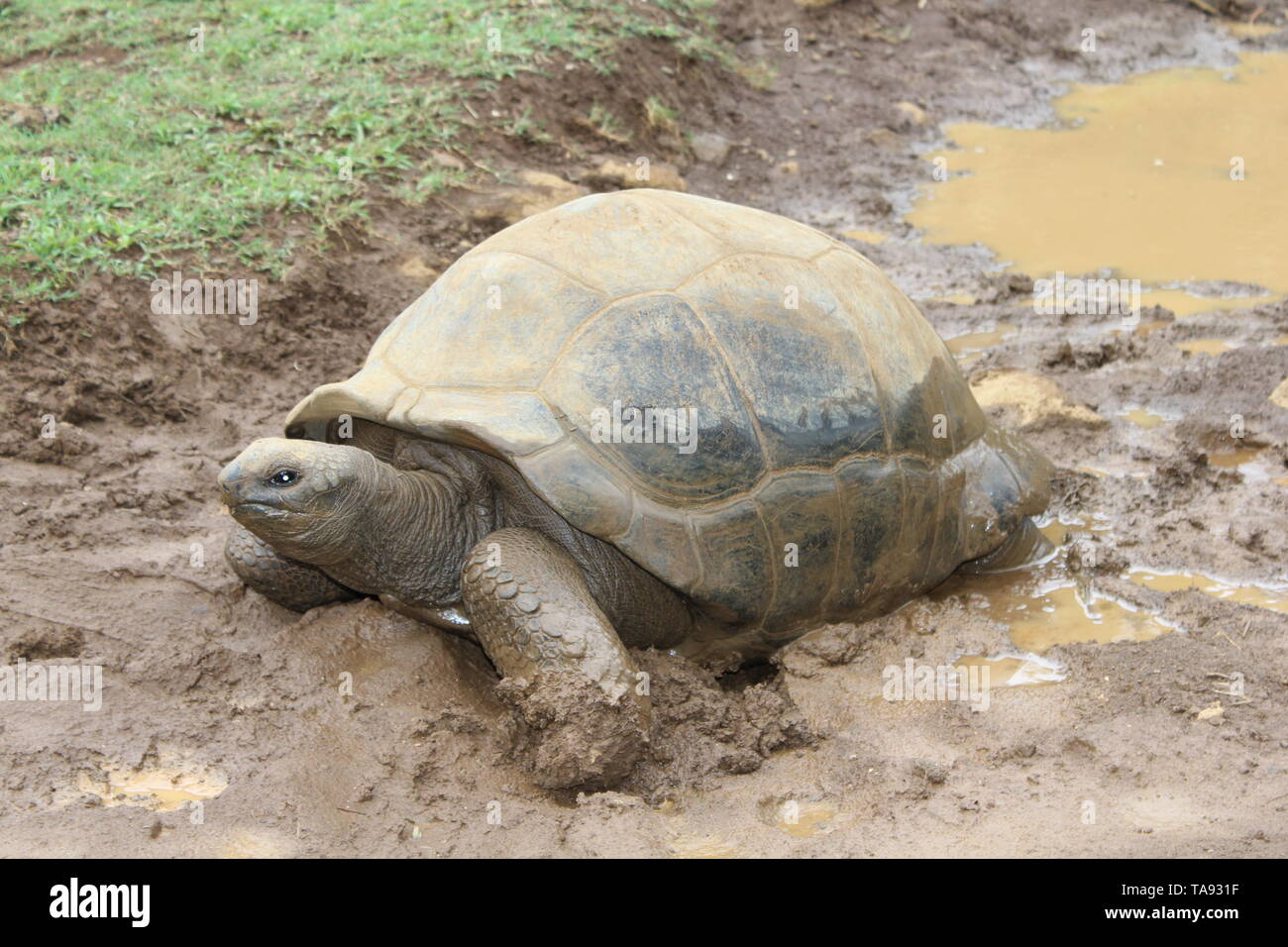 A cute tortoise in mud, Black River Gorges natural park, Mauritius ...