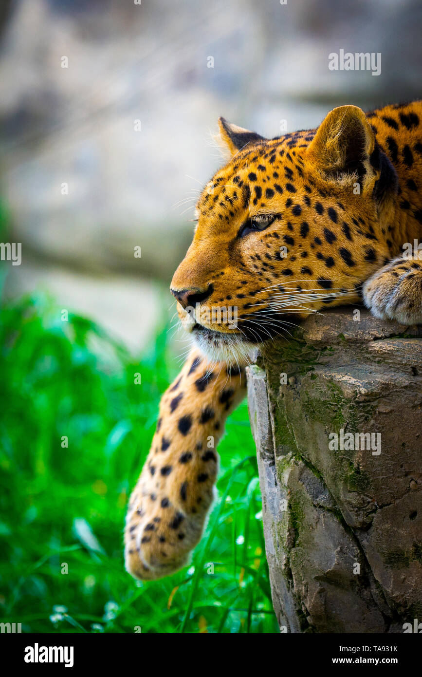 Leopard resting on a rock. Wild nature concept Stock Photo - Alamy