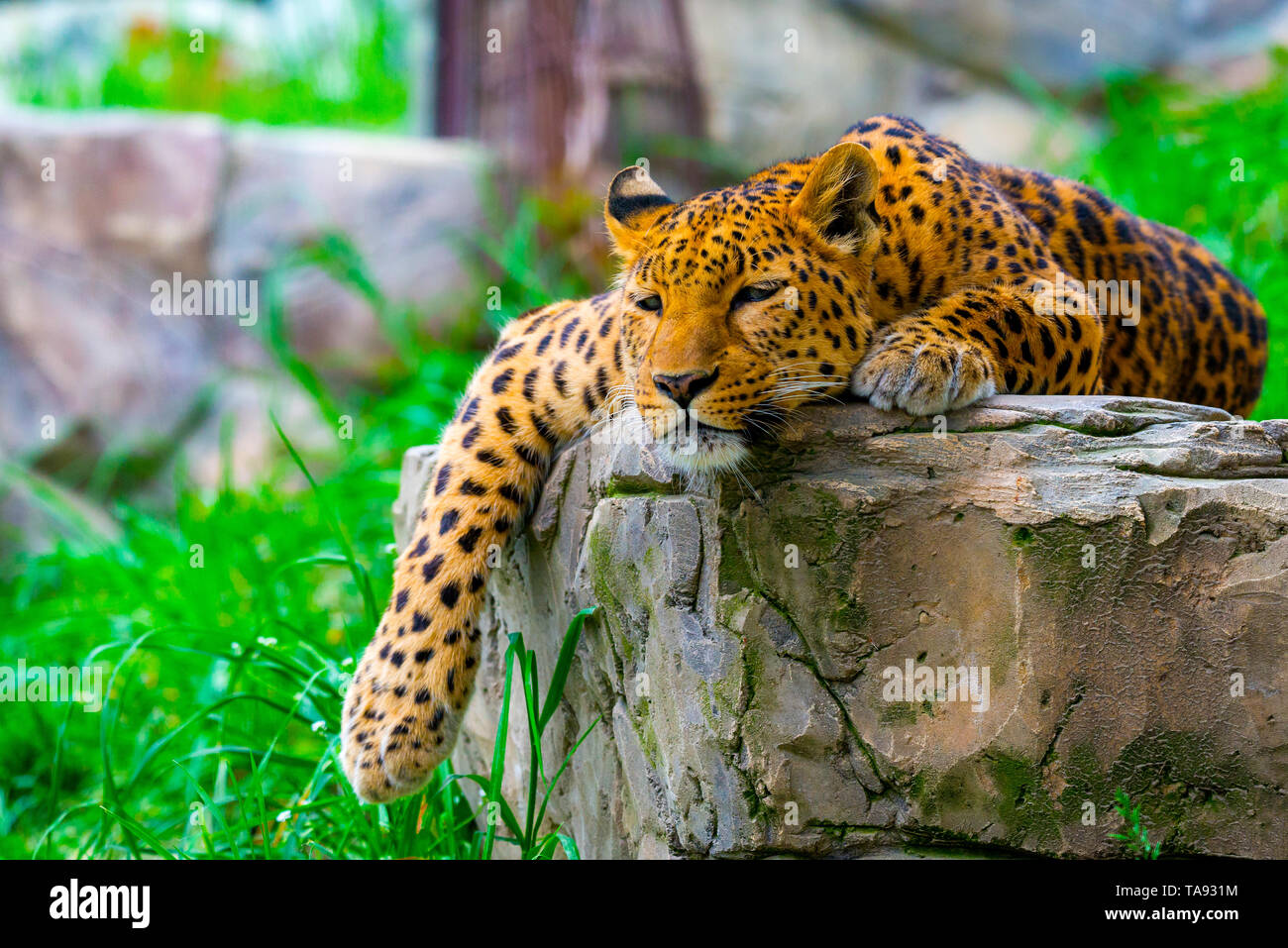 Leopard resting on a rock. Wild nature concept Stock Photo - Alamy