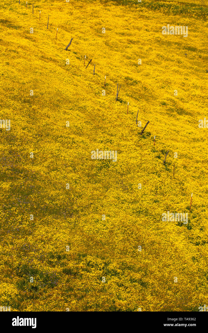Temblor Range wildflowers with ranch fence, San Luis Obispo County ...