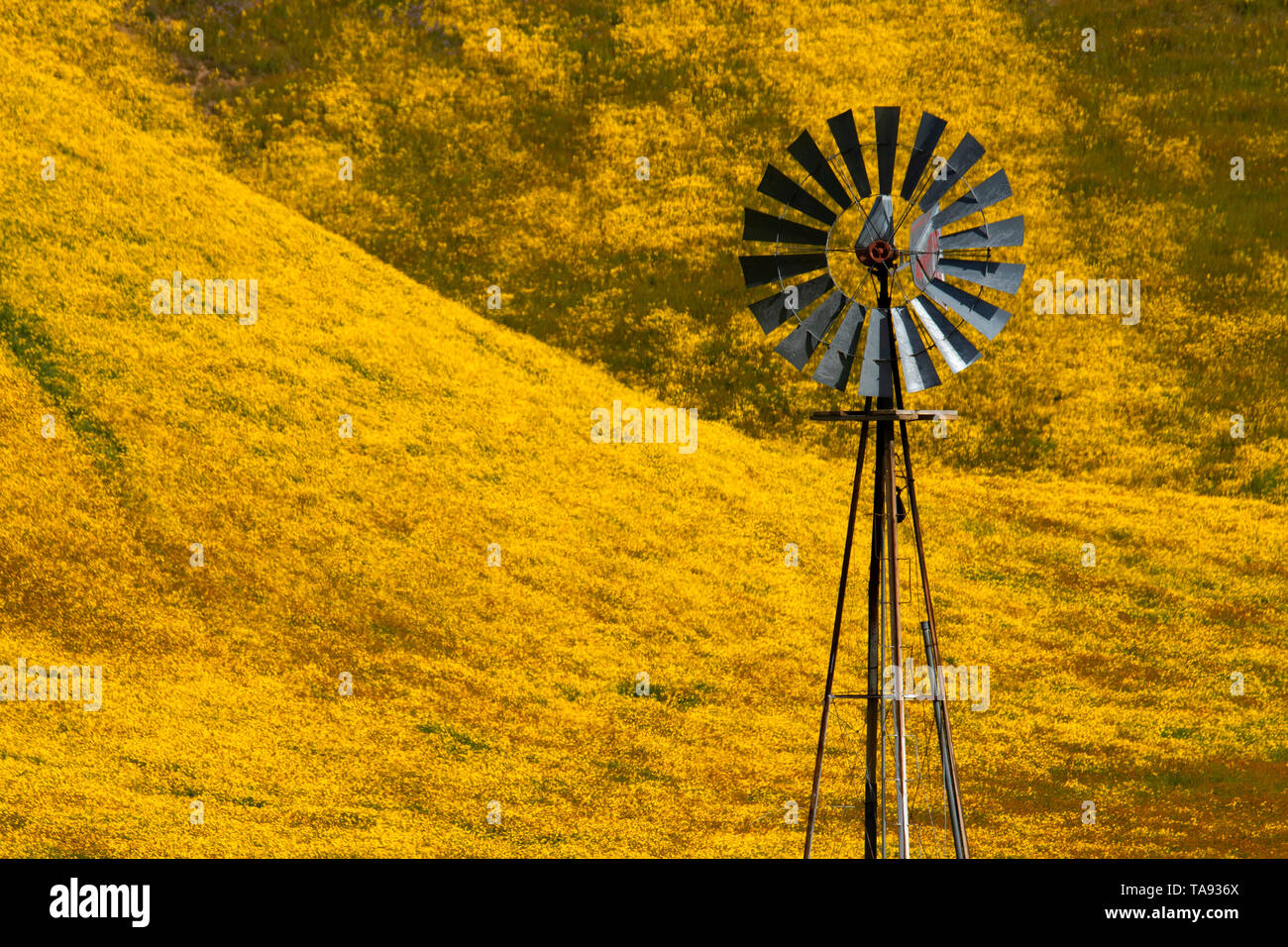 Temblor Range wildflowers with ranch windmill, San Luis Obispo County ...