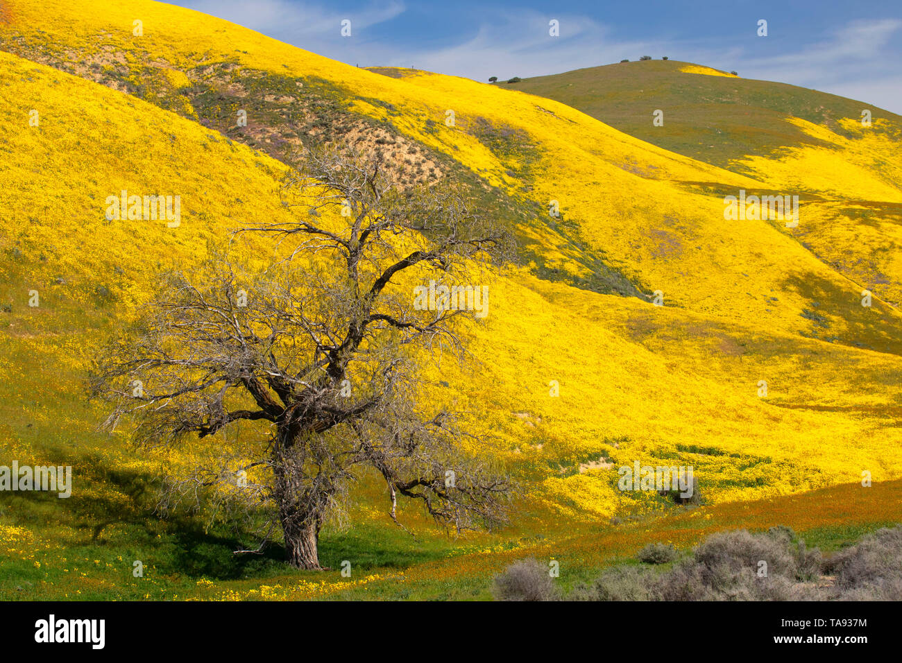 Temblor Range wildflowers with cottonwood, San Luis Obispo County ...