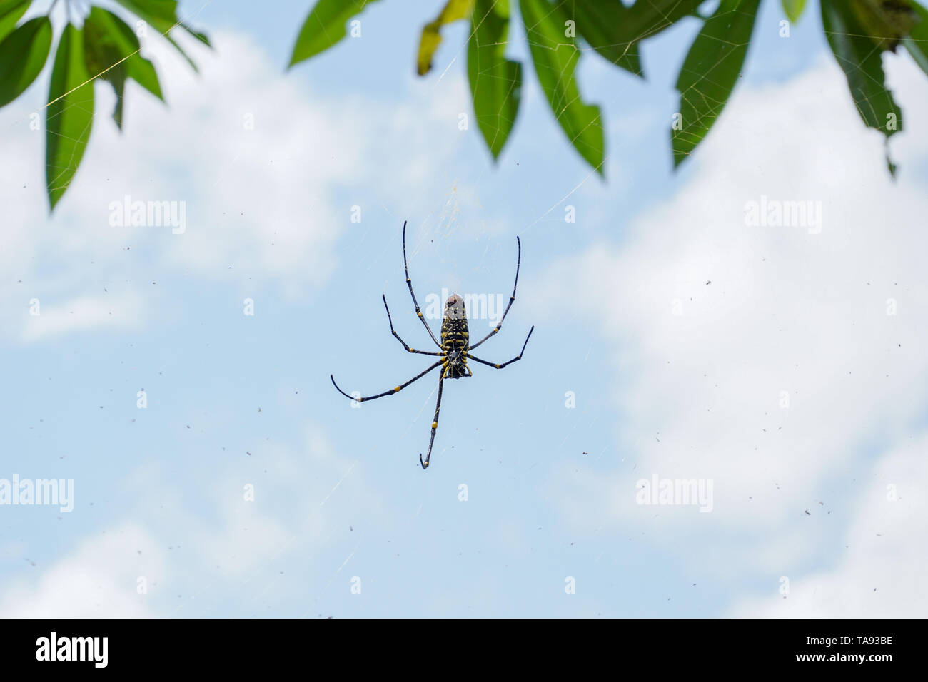The Northern Golden Orb Weaver or Giant Golden Orb Weaver spider ...