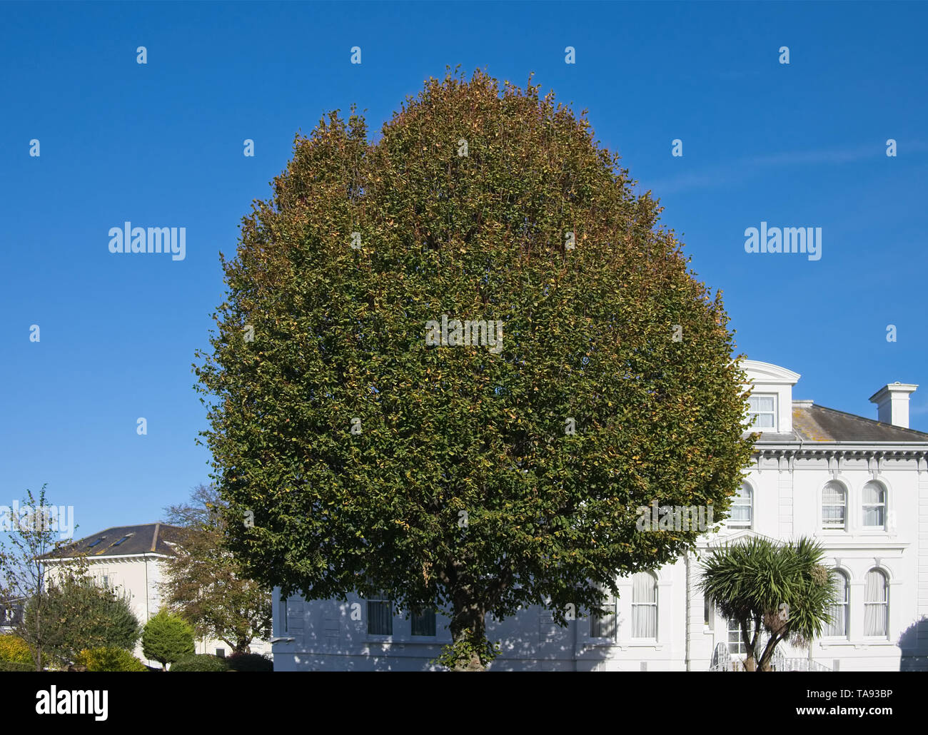 Big round tree in front of a white house Stock Photo - Alamy