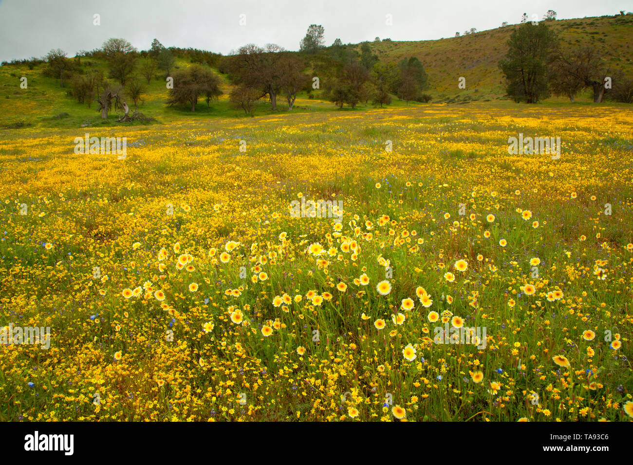 Wildflower field with tidytips and goldfields, Shell Creek Road, San ...