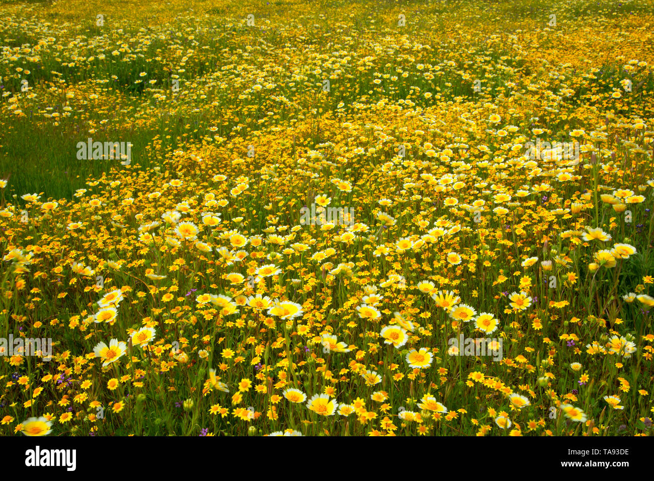 Wildflower field with tidytips and goldfields, Shell Creek Road, San ...