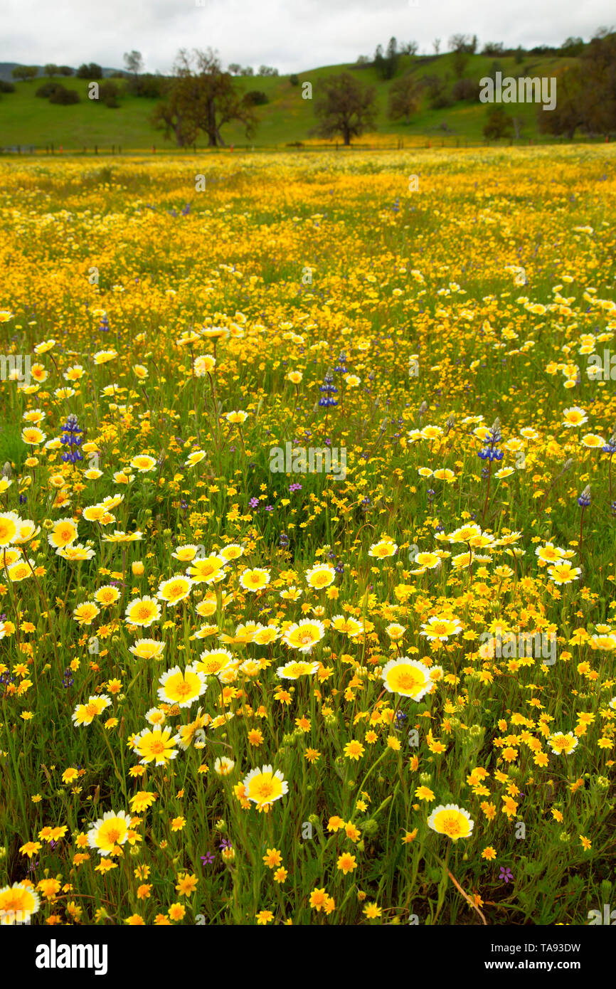 Wildflower field with tidytips and goldfields, Shell Creek Road, San ...