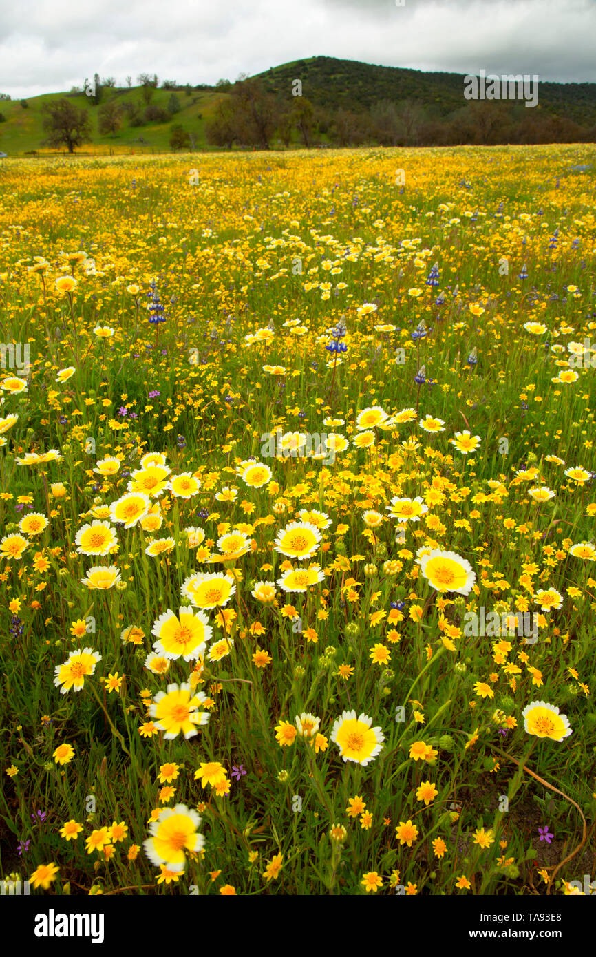 Wildflower field with tidytips and goldfields, Shell Creek Road, San ...
