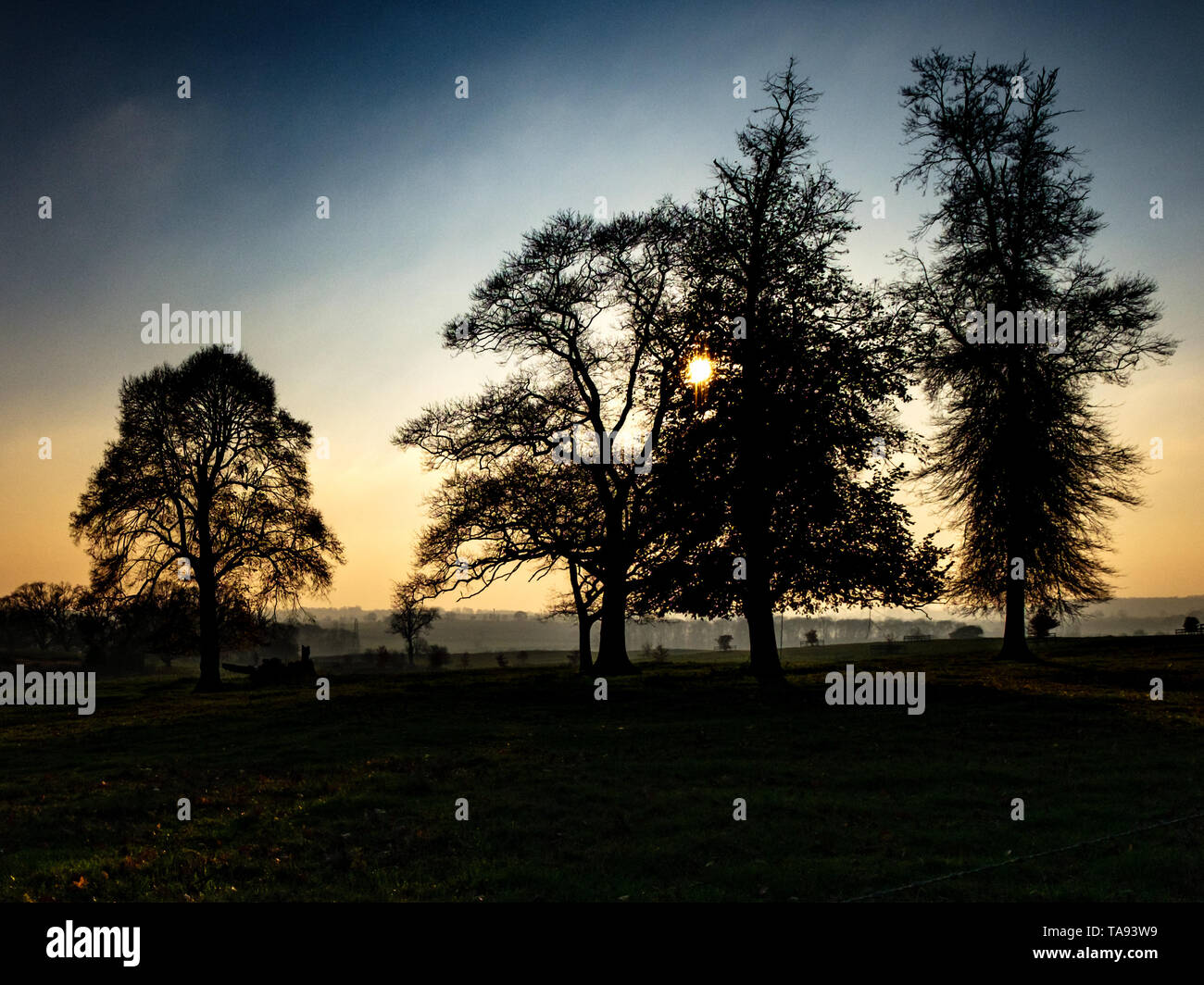 trees at sunset Stock Photo - Alamy