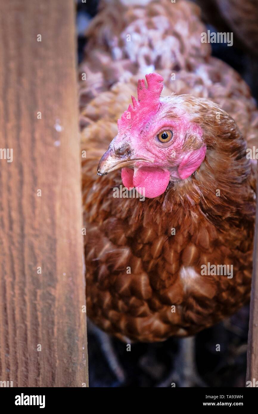 close up of a chicken Stock Photo - Alamy