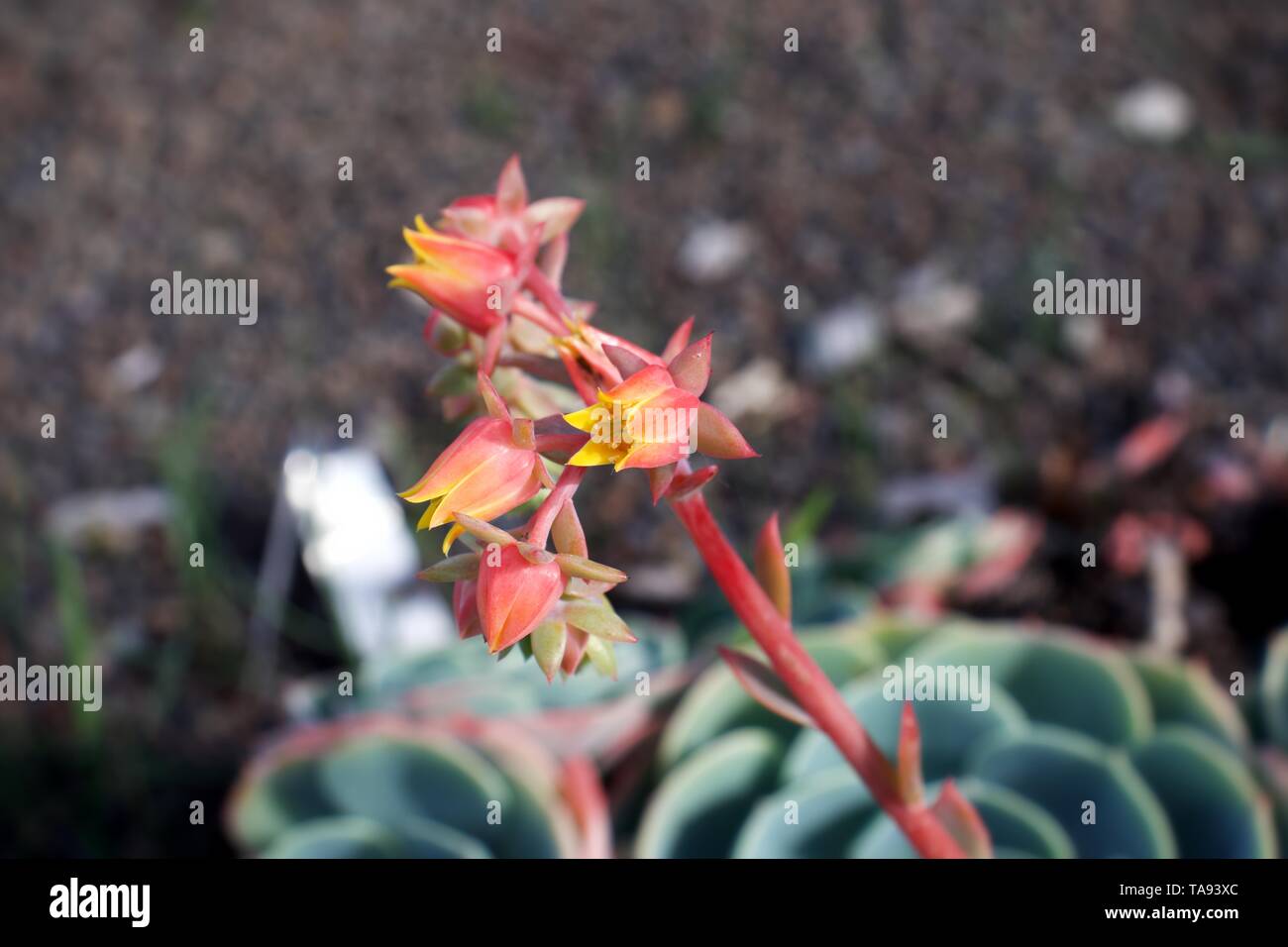 Rare succulents hi-res stock photography and images - Alamy