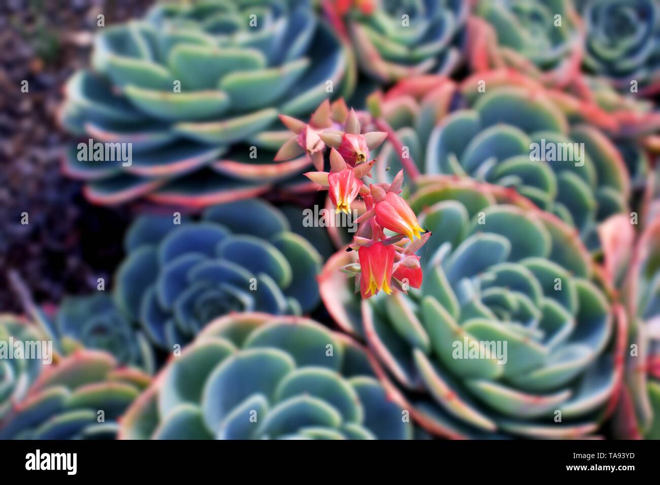 Rare Exotic orange yellow flowers of Glaucous Echeveria secunda,Glauca, against Echeveria ...