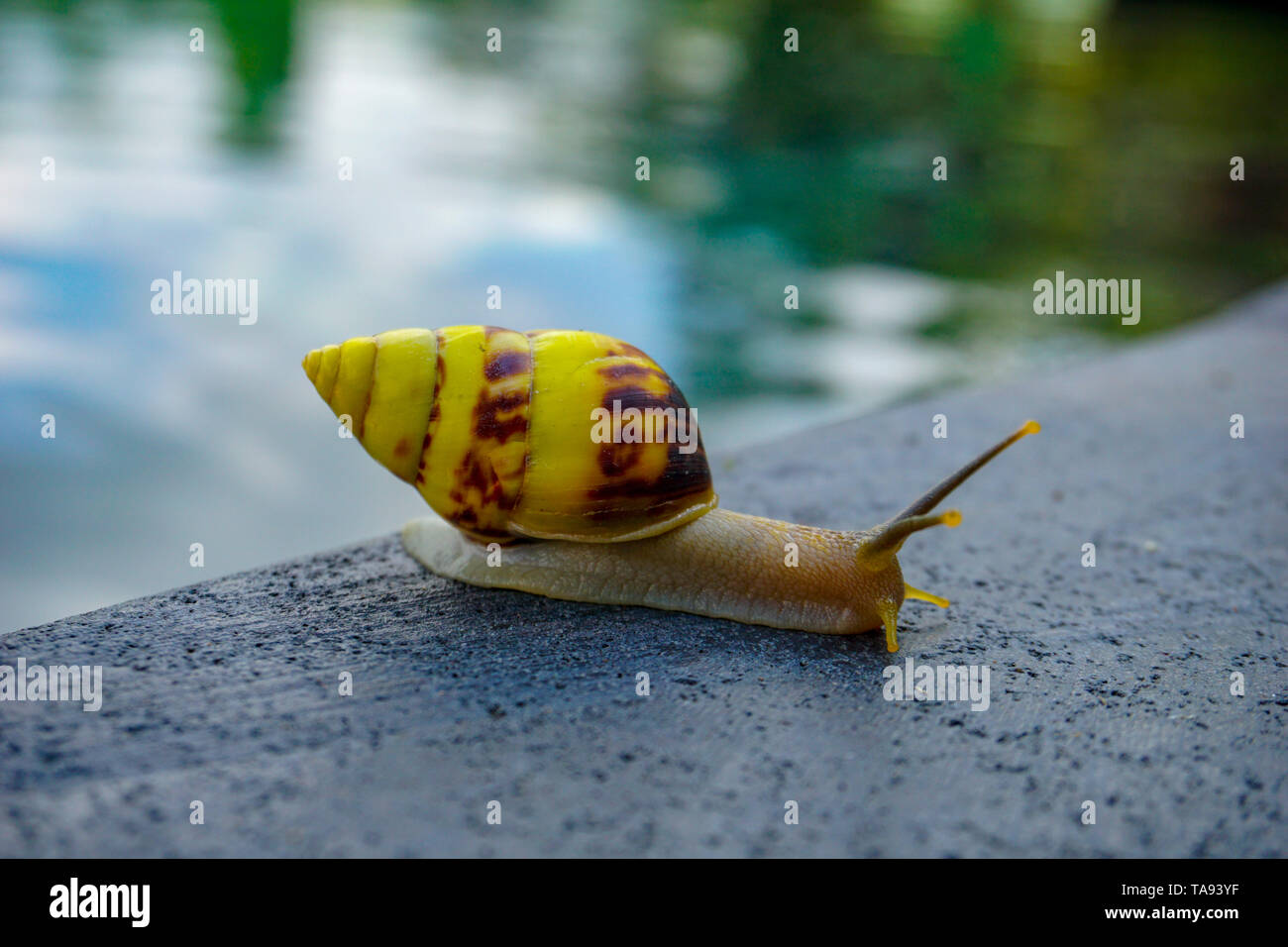 A yellow snail passing the time near pool in paradise island Bali ...