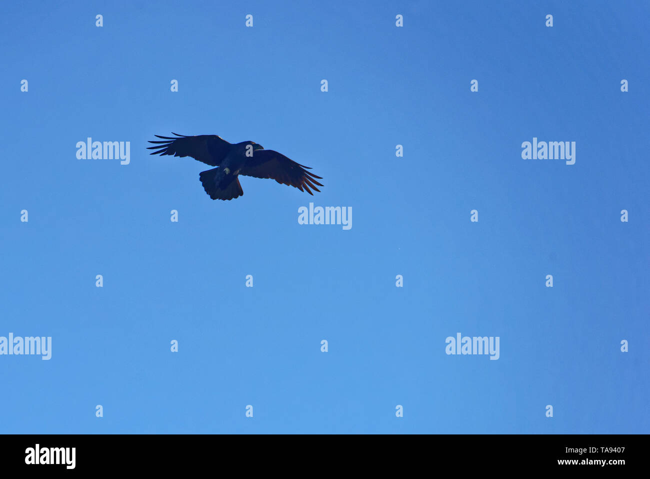 Corvus Corone flying Stock Photo - Alamy