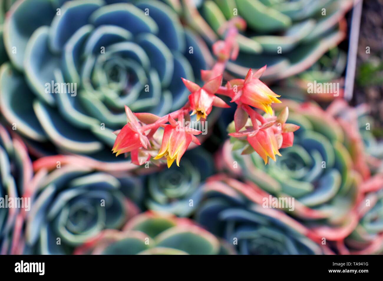 Rare Exotic orange yellow flowers of Glaucous Echeveria secunda,Glauca, against Echeveria ...
