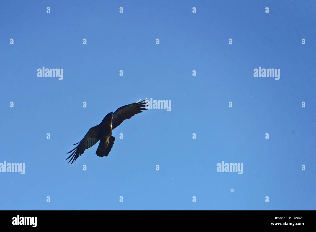 Corvus Corone flying Stock Photo - Alamy