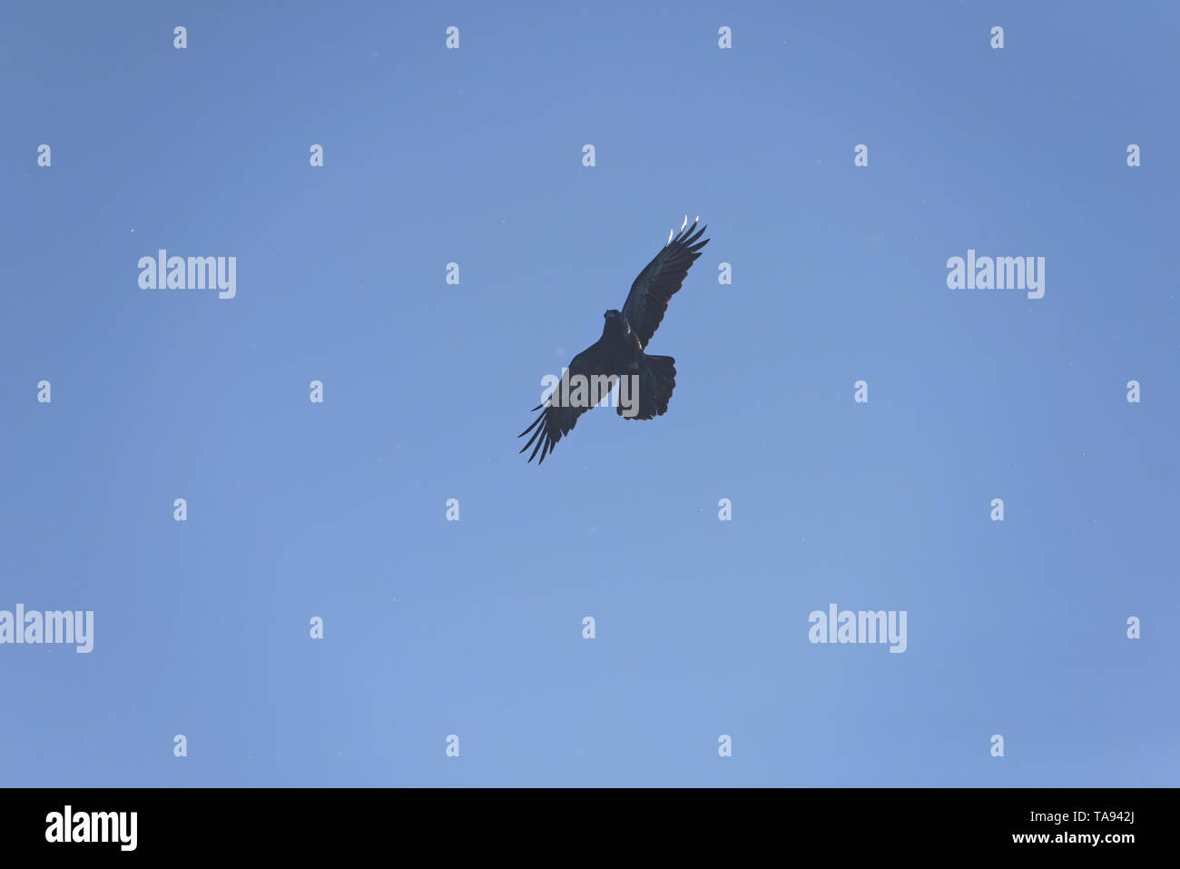 Corvus corone fly hi-res stock photography and images - Alamy
