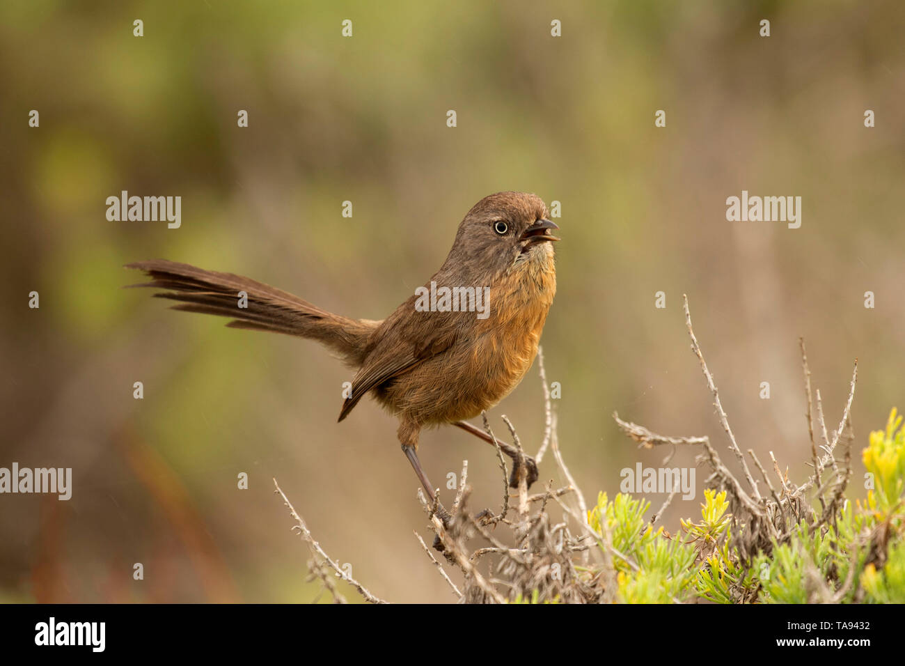 Wrentit (Chamaea fasciata), Montana de Oro State Park, California ...