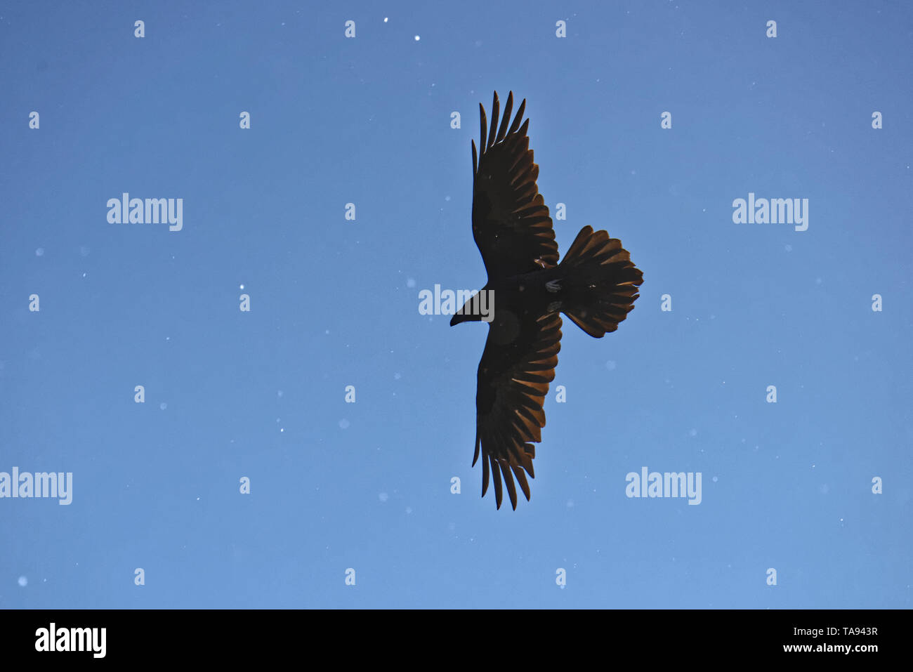 Corvus corone fly hi-res stock photography and images - Alamy