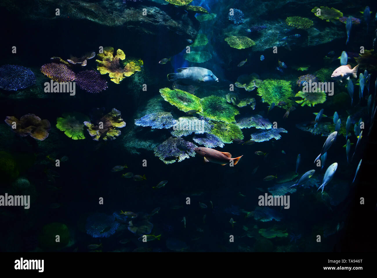 Swimming In A Fish Tank