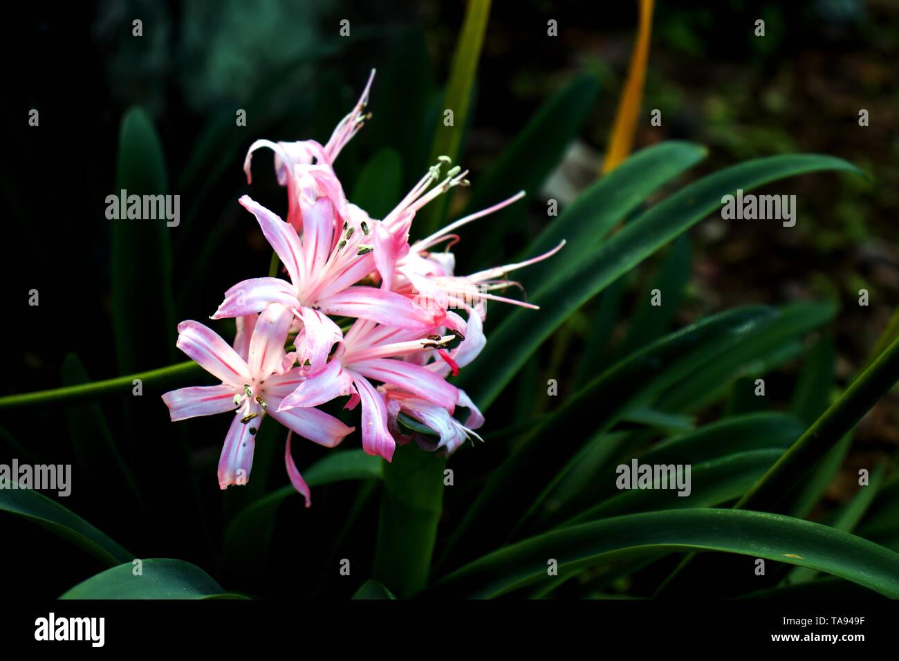 Nerine sarniensis hi-res stock photography and images - Alamy