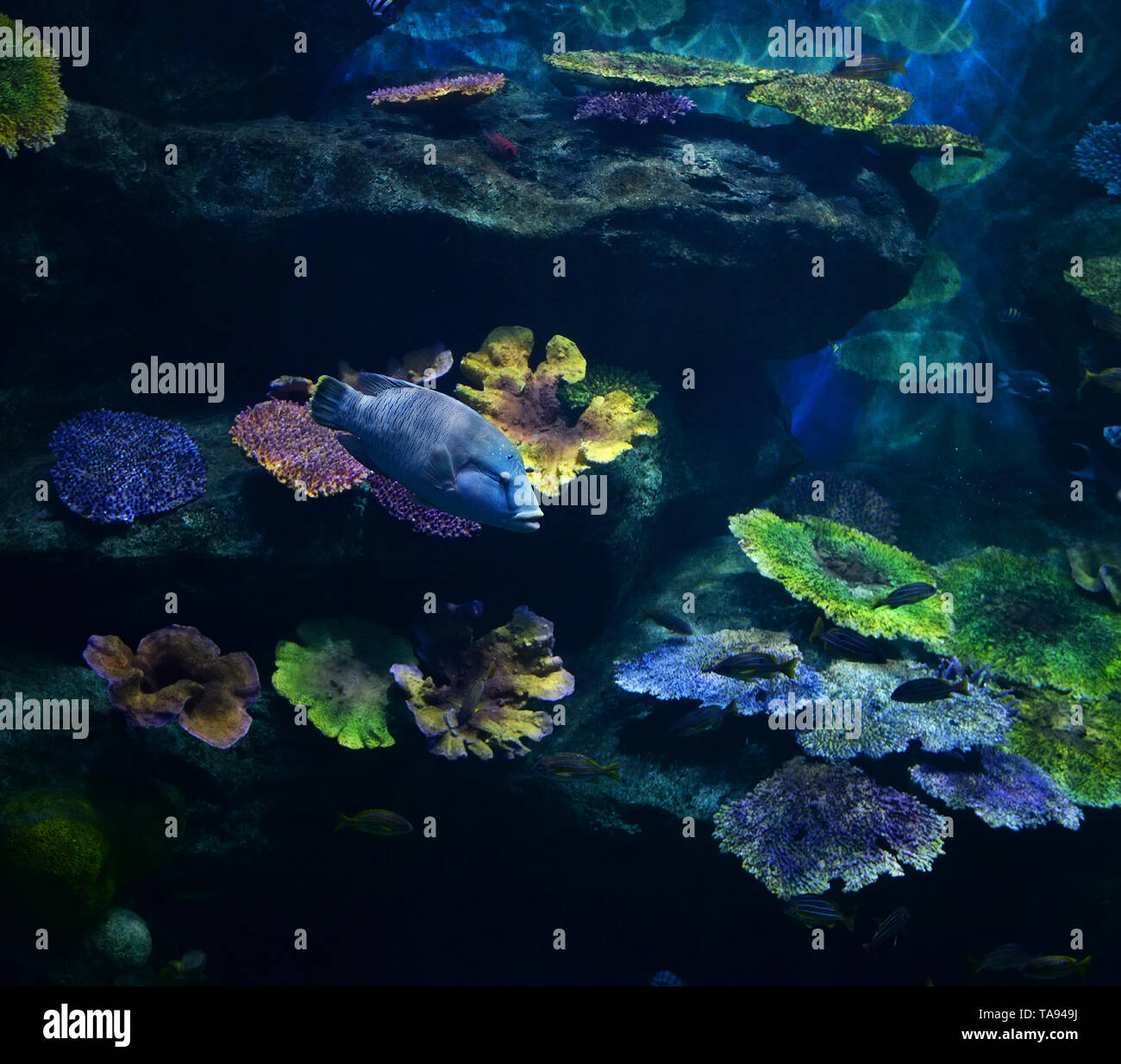 Marine life fish swimming underwater ocean colorful / Various types ...