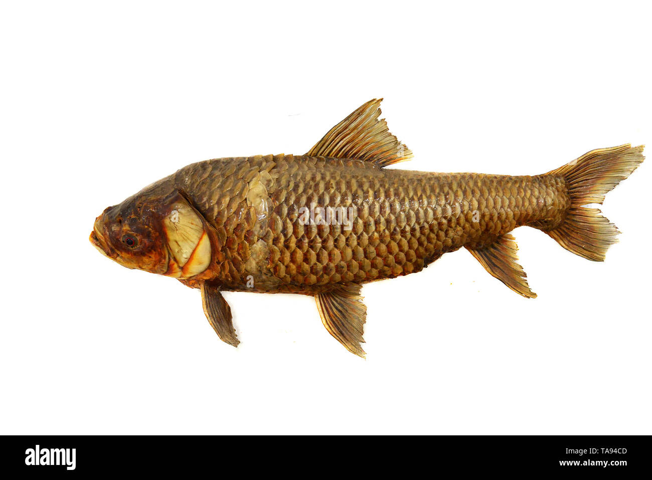 Fish Taxidermy / The common carp fish taxidermy isolated on white ...