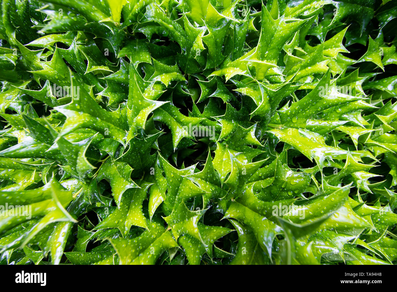 Holly leaves with rain drops after a summer shower. Selective focus ...