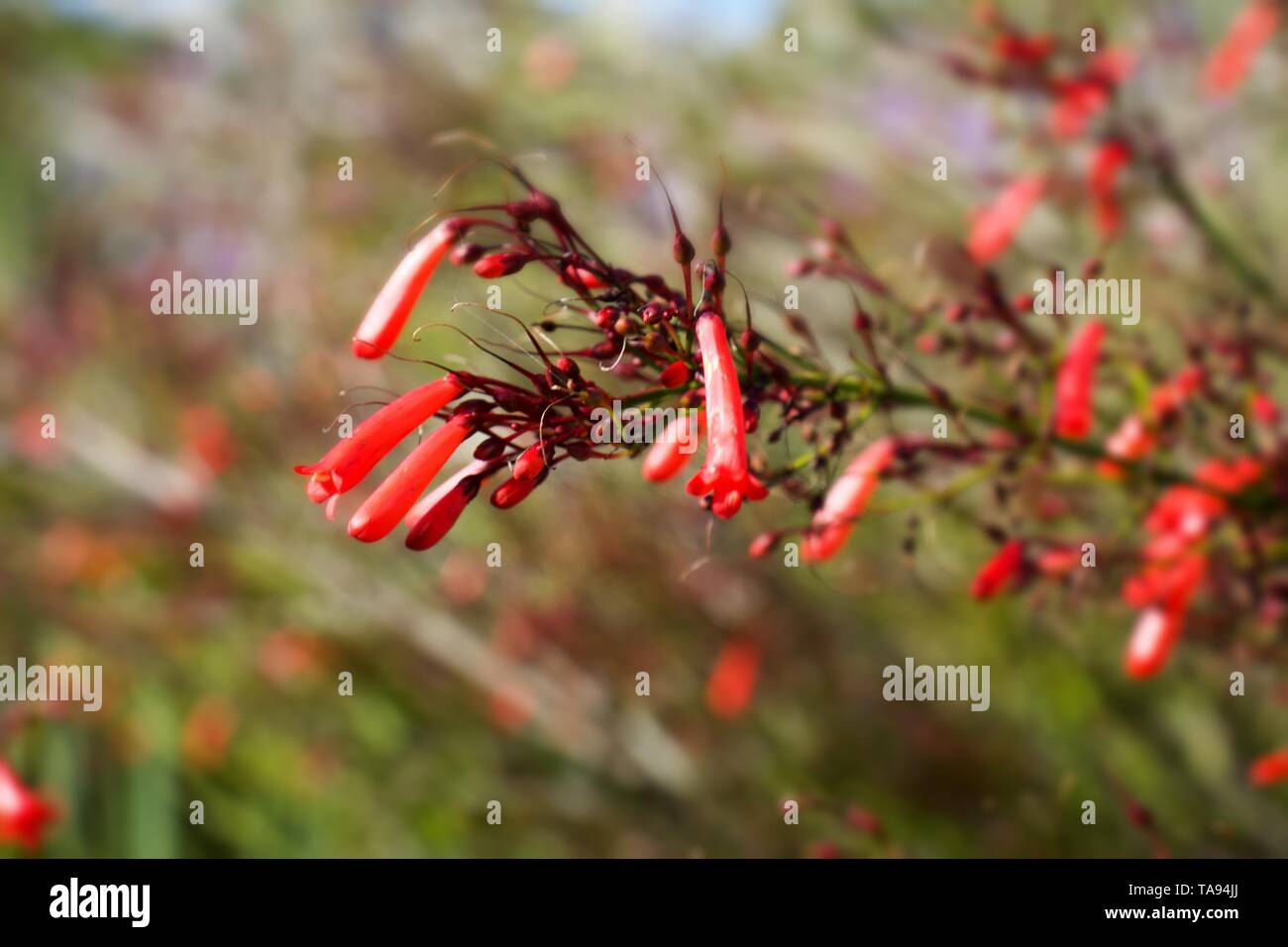 Selective focus on Russelia equisetiformis, commonly known as fountain ...