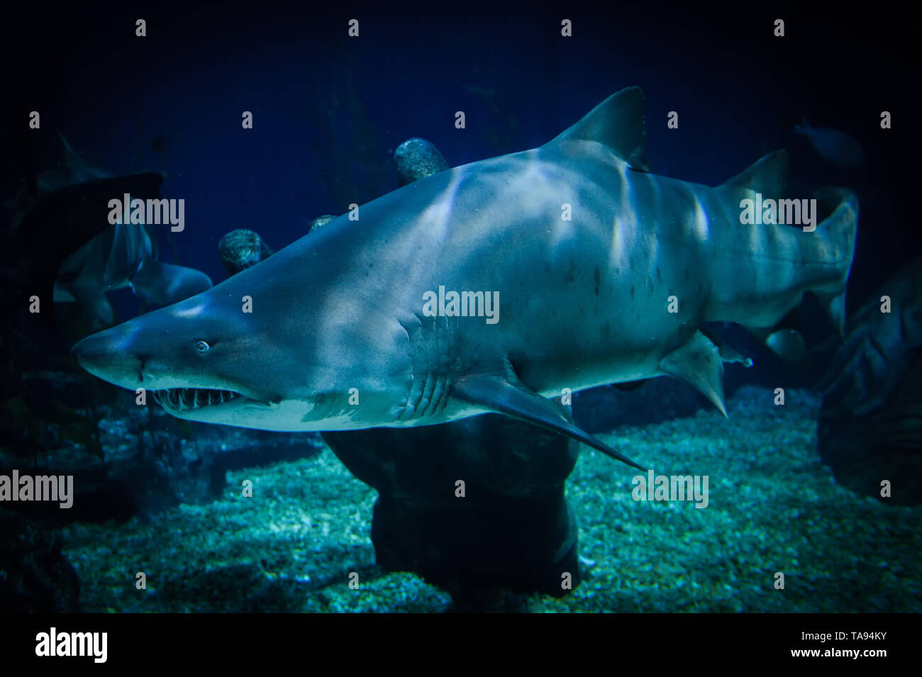 Great white shark picture underwater sea swimming marine life in ocean ...