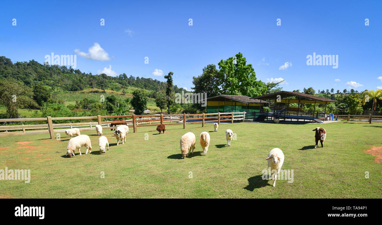 sheep farm mountain / beautiful countryside farm village sheep grazing ...